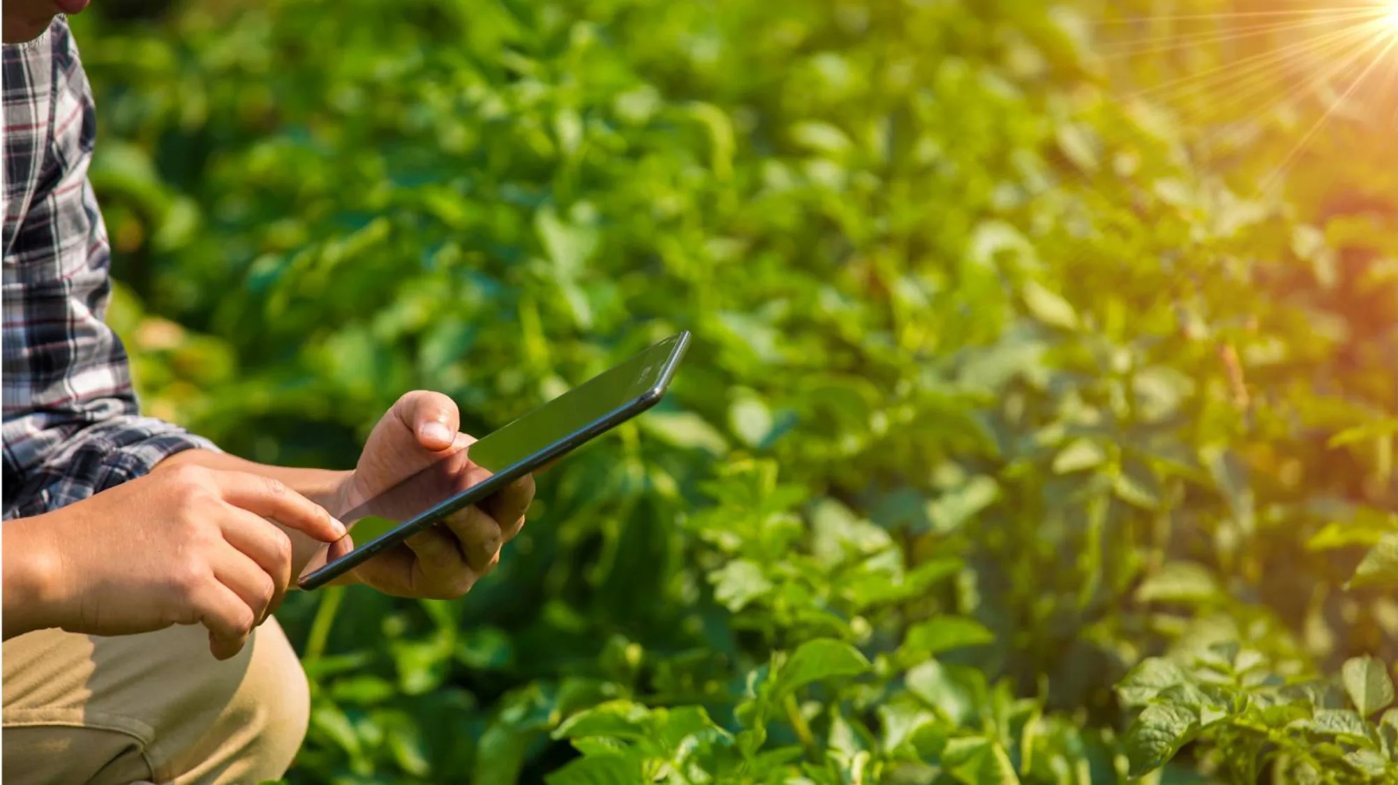 Haifa Group: Revolutionizing Plant Nutrition for Sustainable ...