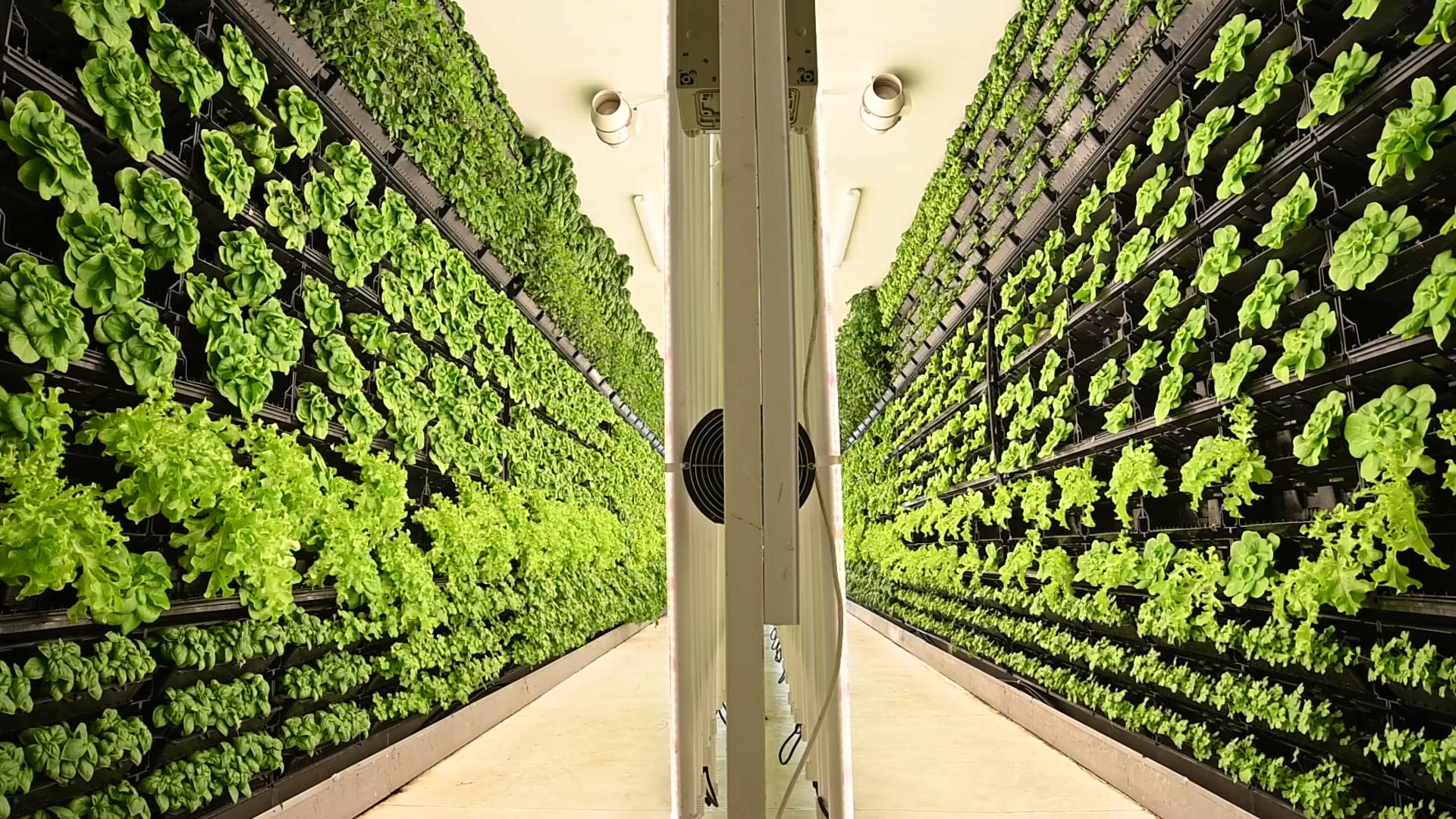 Vertical Field- Unleashing New Horizons for Indoor Farming